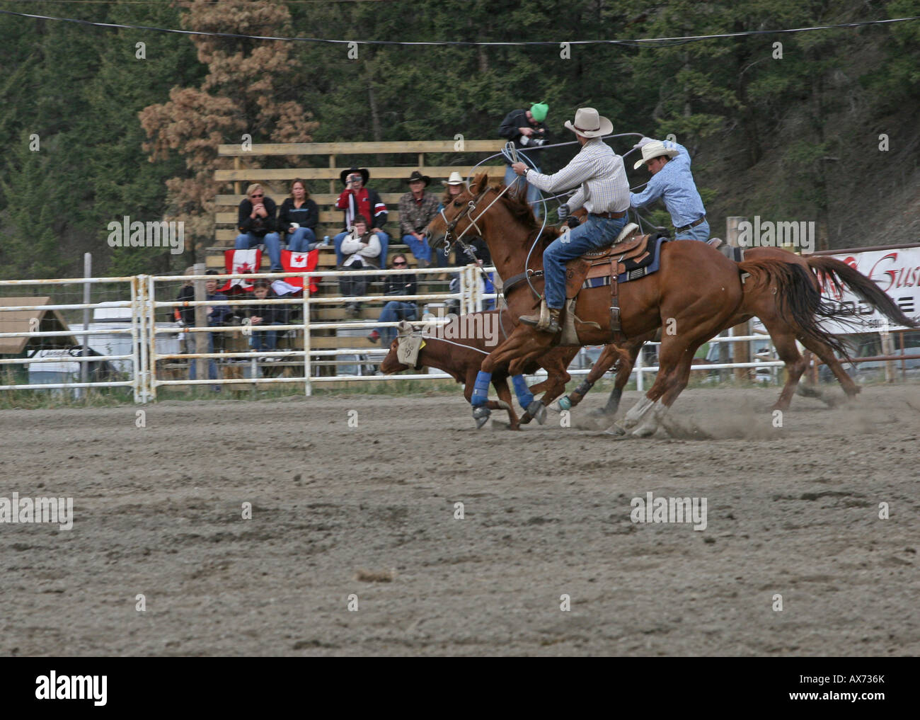 Cowboys galloping after a calf in the calf roping at a rodeo Stock ...