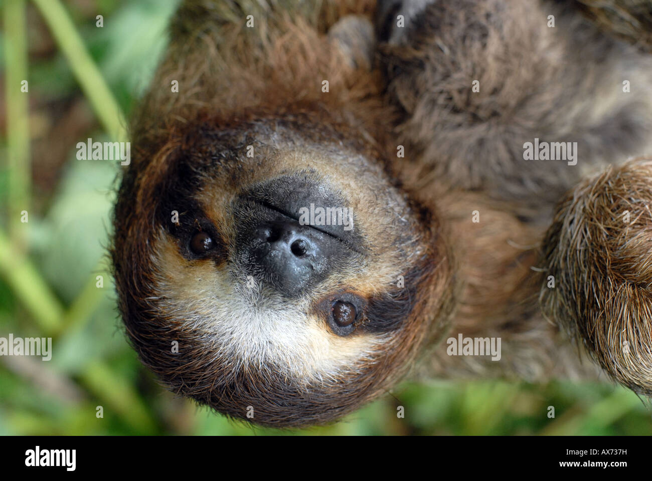 Sloth in the jungles of Panama. Three toed sloth Stock Photo - Alamy