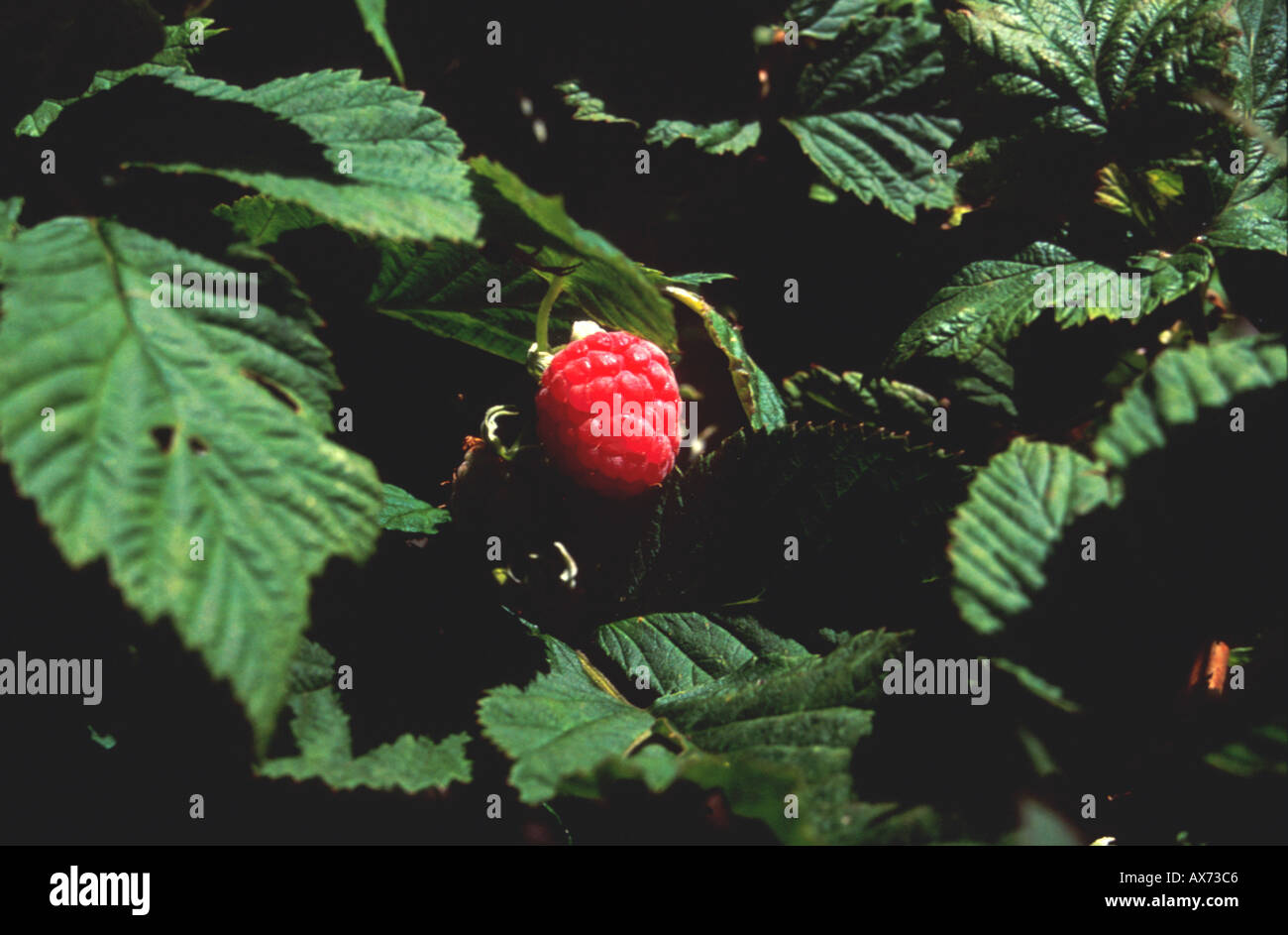 raspberry growing Stock Photo - Alamy