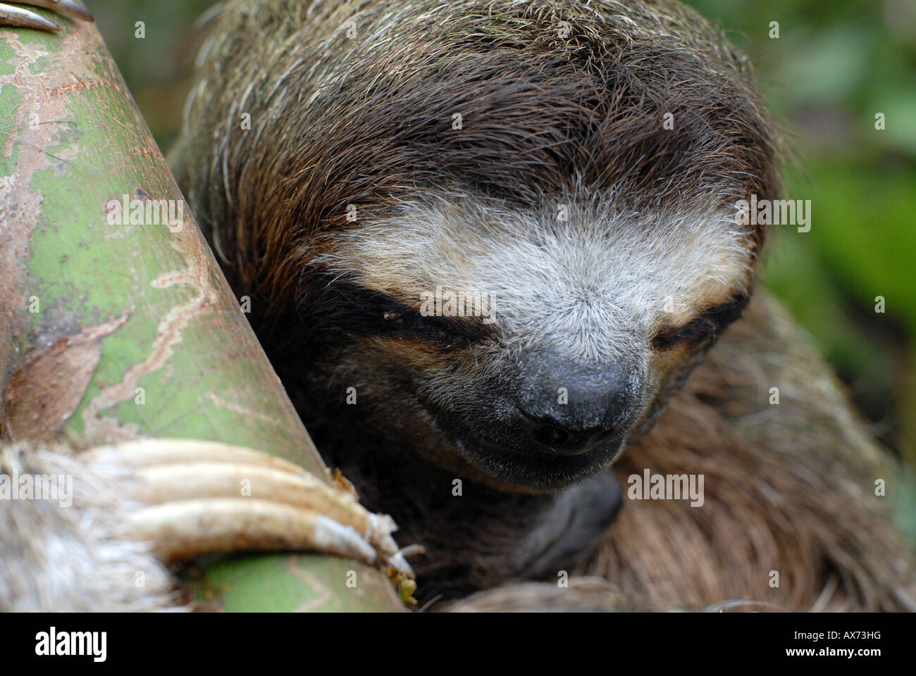 sloth in the jungles of Panama. Three toed sloth Stock Photo - Alamy