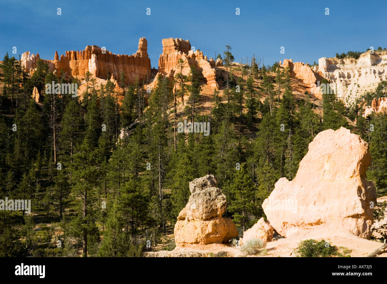 Looking up at the rim of Bryce Canyon from the bottom of the valley ...