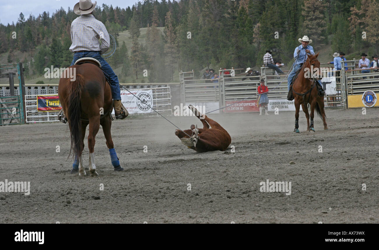 Calf roping event at a rodeo Stock Photo - Alamy