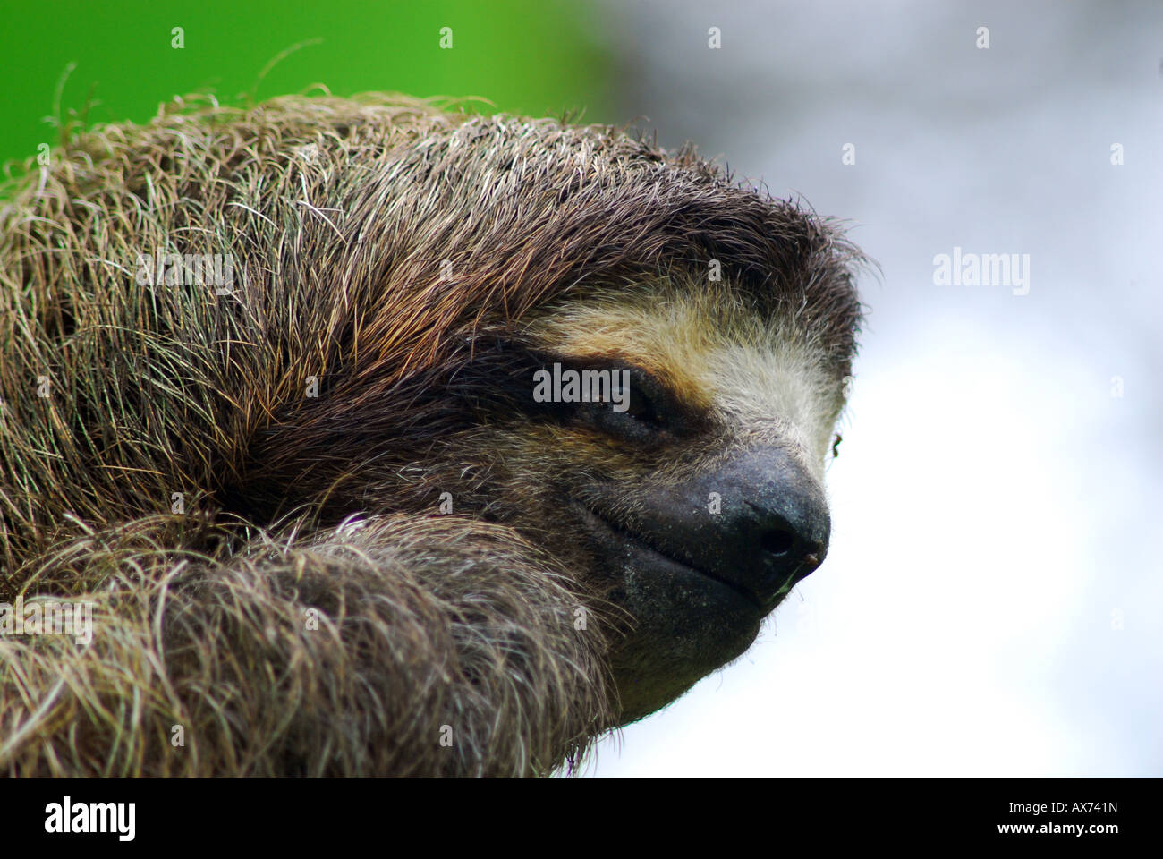 sloth in the jungles of Panama. Three toed sloth Stock Photo - Alamy