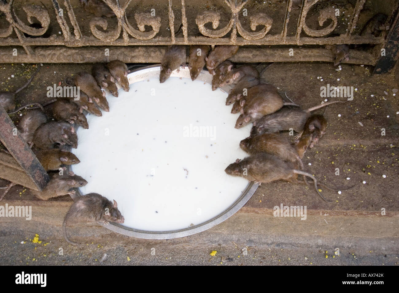 rats drinking milk in karni mata temple in deshnok Stock Photo - Alamy