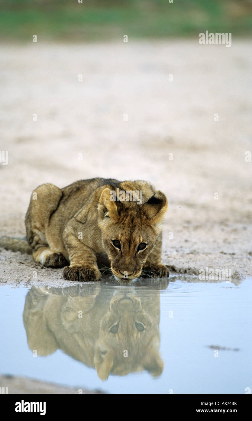 Lion reflection cub hi-res stock photography and images - Alamy