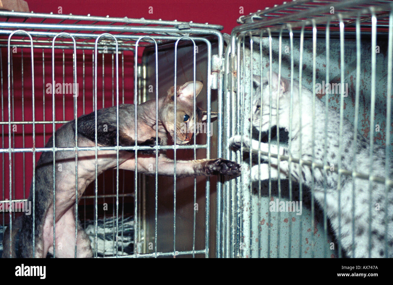 two show cats playing in cages Stock Photo - Alamy
