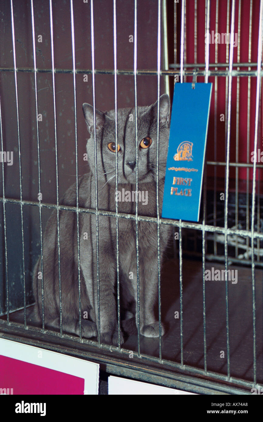 prize winning grey show cat Stock Photo - Alamy