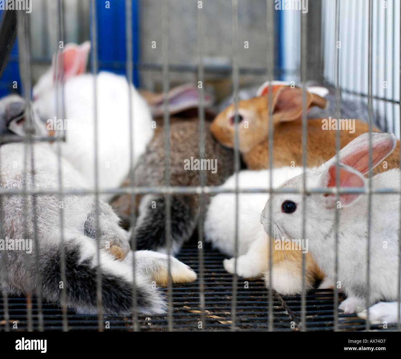 The cage hi-res stock photography and images - Alamy