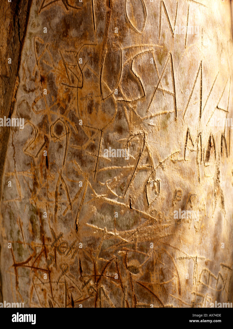 Tree impression hi-res stock photography and images - Alamy