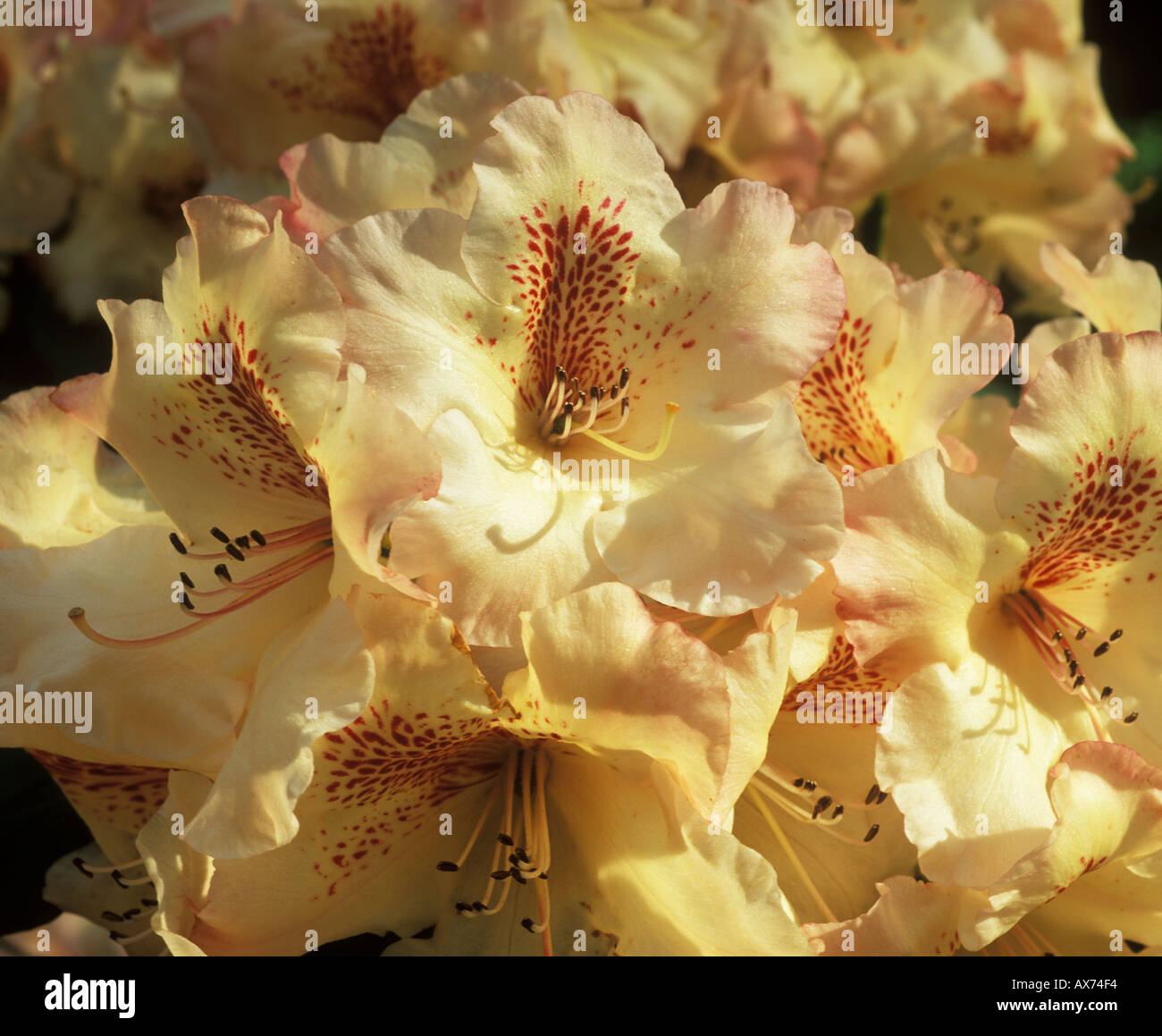 Golden rhododendrons hi-res stock photography and images - Alamy