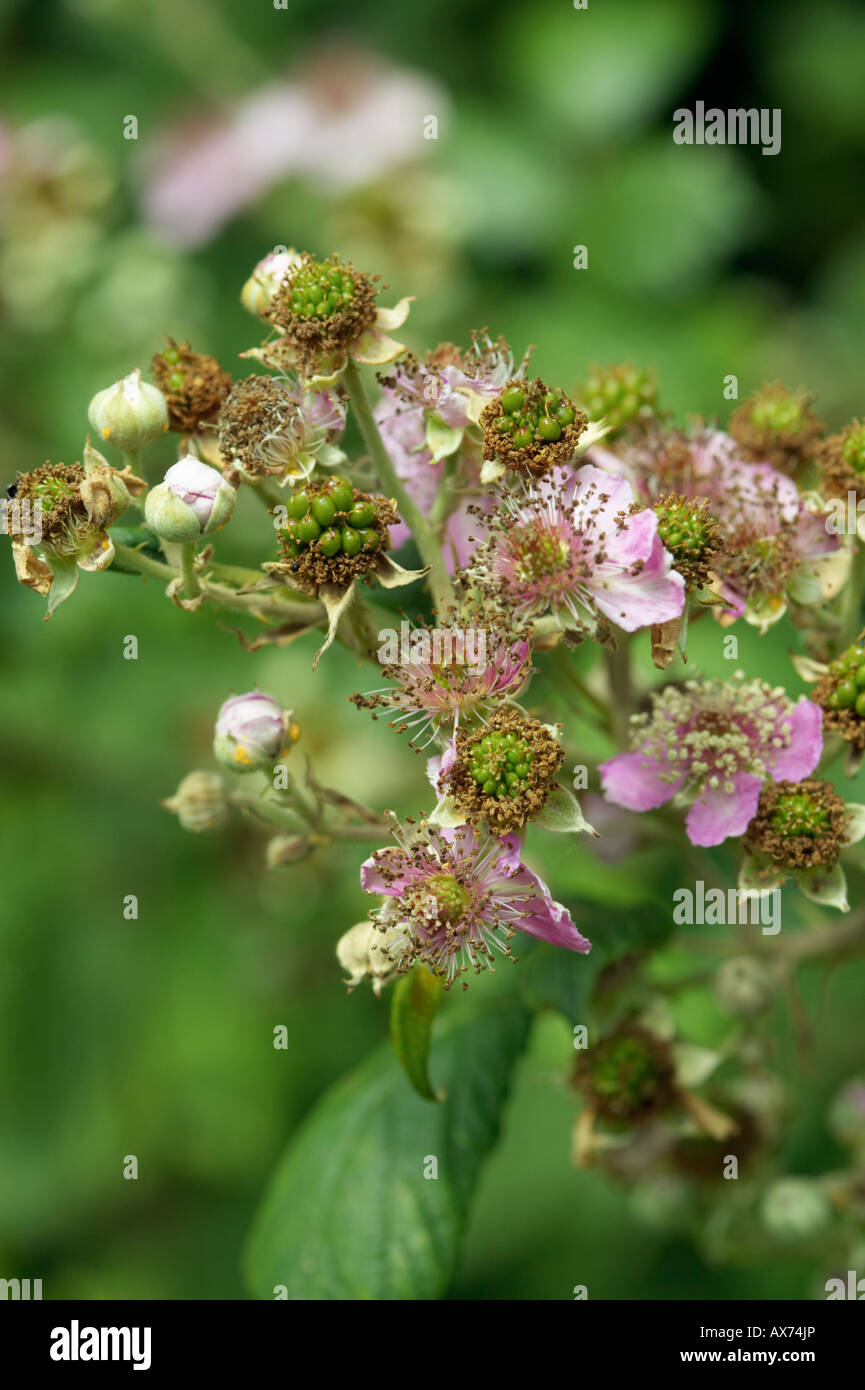 Bramble Rubus fruticosus flowers and fruit Stock Photo - Alamy