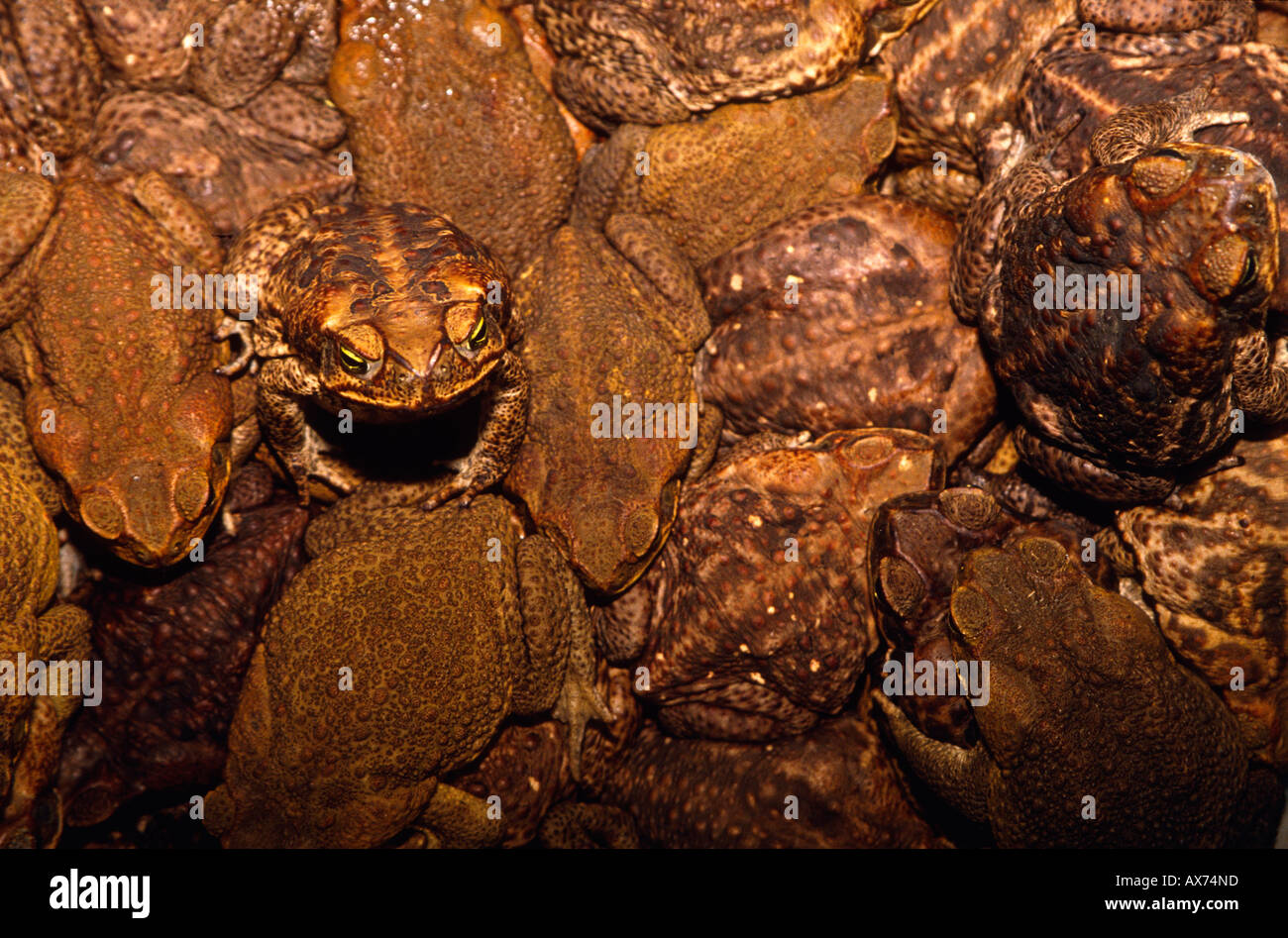Cane beetles hi-res stock photography and images - Alamy