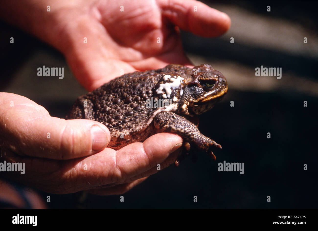 Cane beetles hi-res stock photography and images - Alamy