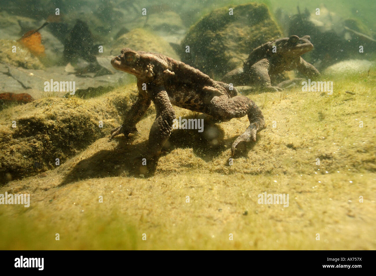 Bufo bufo common toad male swim nuota rospo comune maschio subaqueo ...