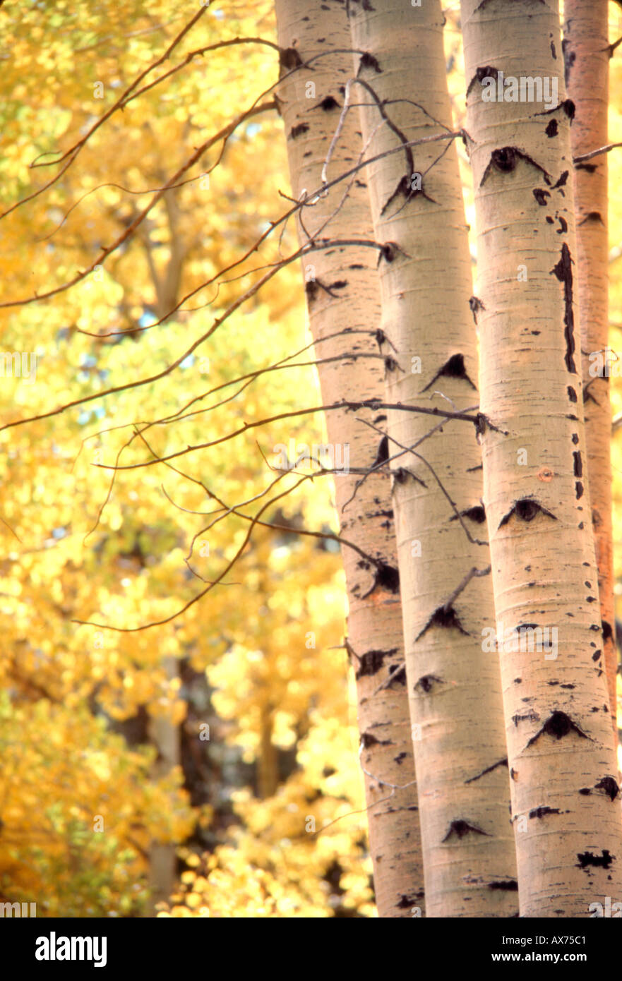Aspen beautiful scenery hi-res stock photography and images - Alamy