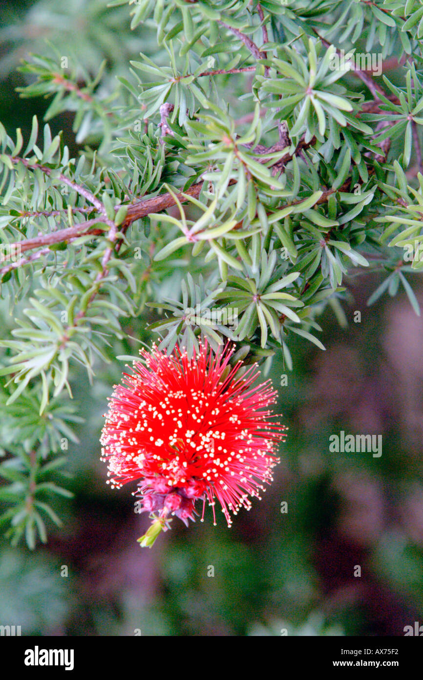 Banksia native flower Western Australia Stock Photo - Alamy