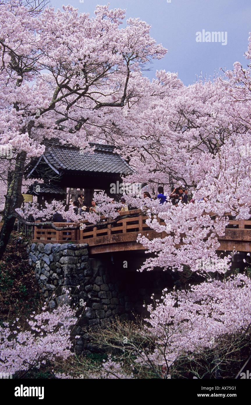 Cherry blossom spring landscape hi-res stock photography and images - Alamy