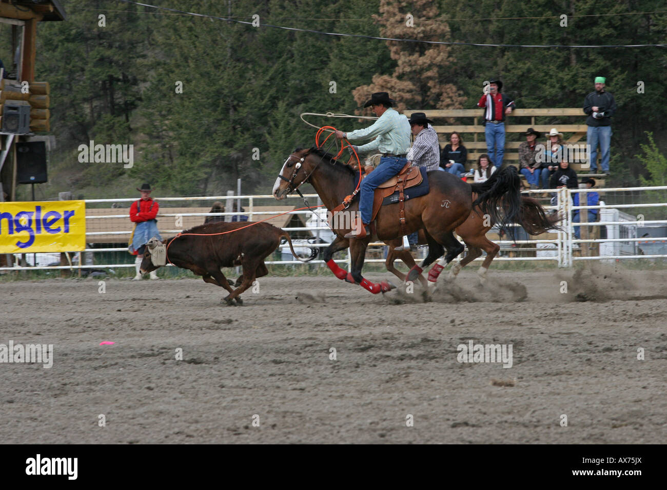 Cowboys galloping after a calf in the calf roping at a rodeo Stock ...
