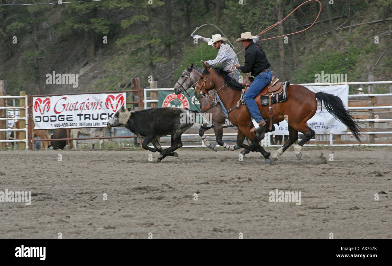 Cowboys galloping after a calf in the calf roping at a rodeo Stock ...