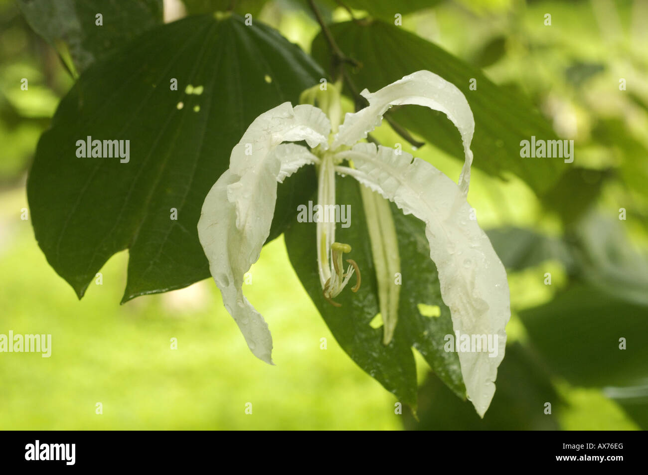 Rainforest amazon white flower hi-res stock photography and images - Alamy