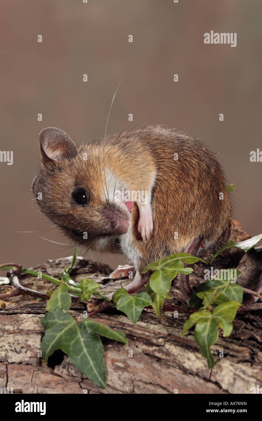 Mouse washing hi-res stock photography and images - Alamy