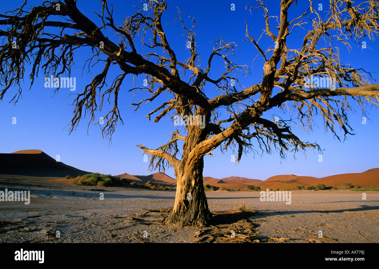Camelthorn Tree at Nara Vlei near Sossusvlei Namib desert Namibia Stock ...