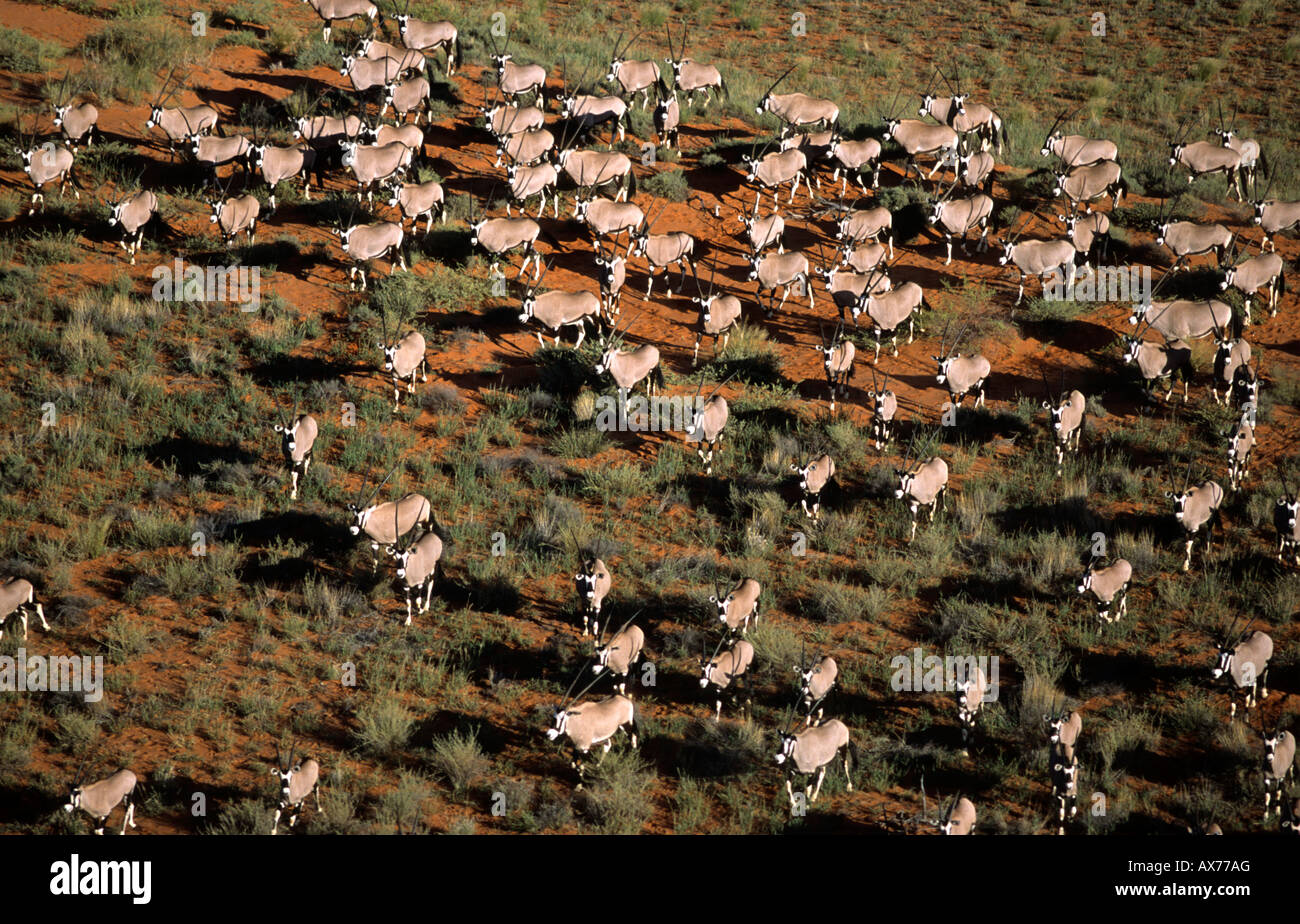 Aerial view of Oryx Gemsbok Oryx gazella Kalahari desert Farm ...