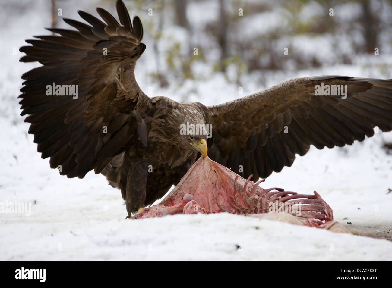 White tailed sea eagle pulling cadaver Stock Photo - Alamy