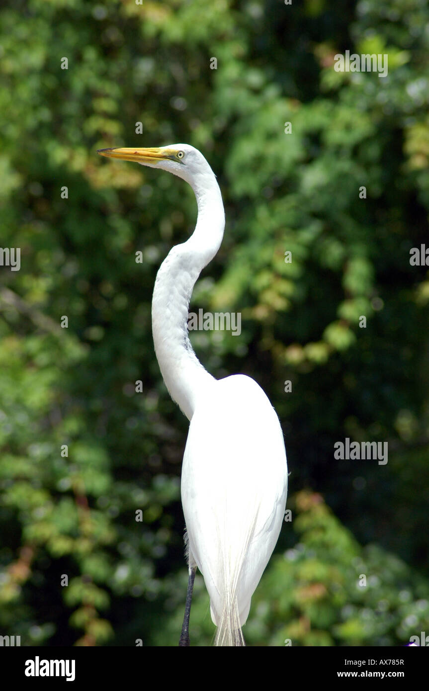 This is an image of a great white egret Stock Photo - Alamy