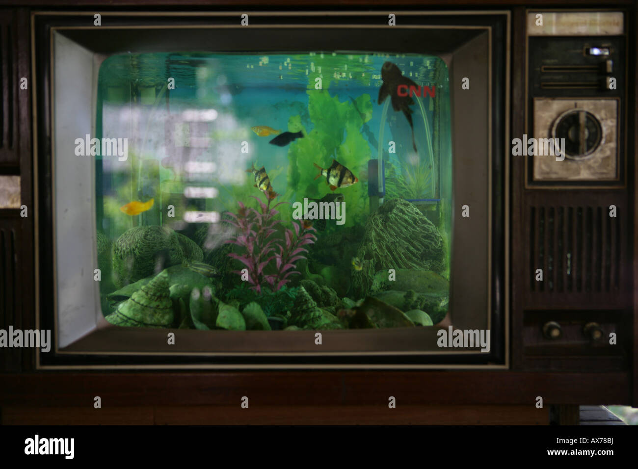 fishes in an aquarium Stock Photo - Alamy