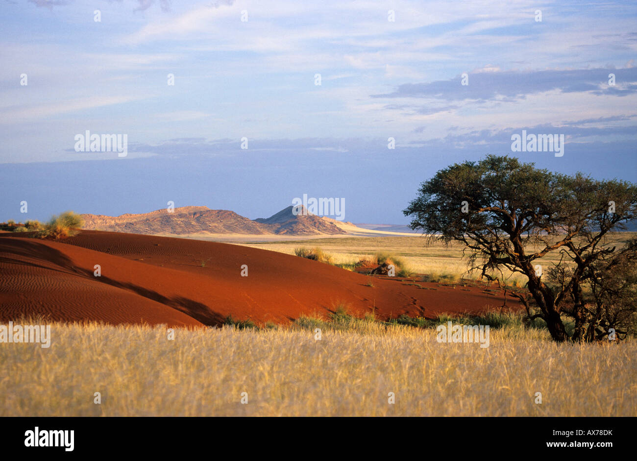 Namib desert dune grass Namibia Stock Photo - Alamy