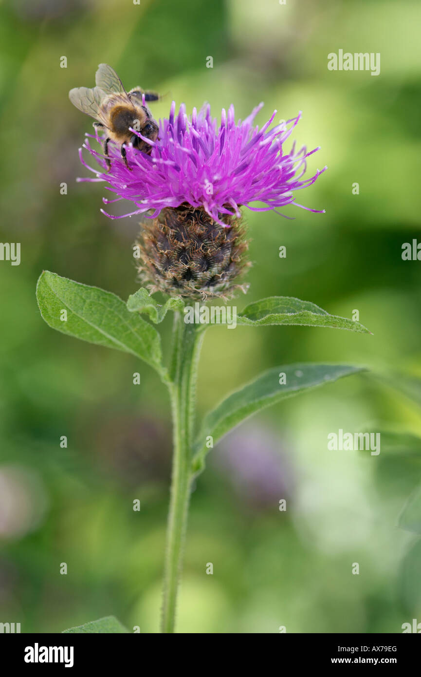 Common knapweed Centaurea nigra flower Stock Photo - Alamy