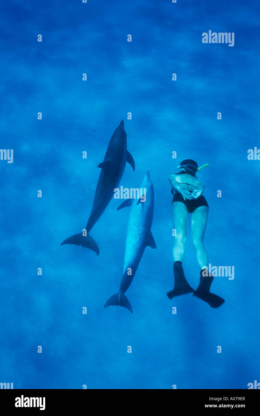 Atlantic Spotted Dolphin (Stenella frontalis) woman swimming with wild ...