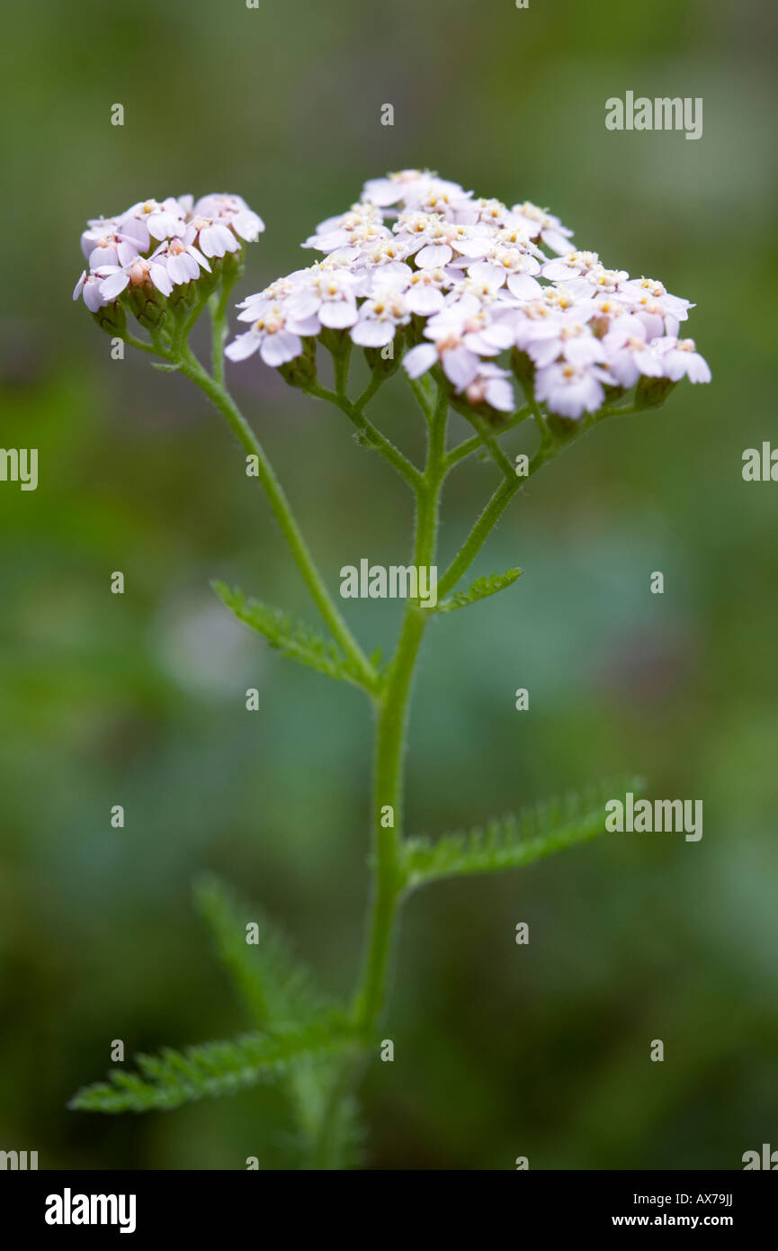 Yarrow Achillea millefolium flower head Stock Photo - Alamy