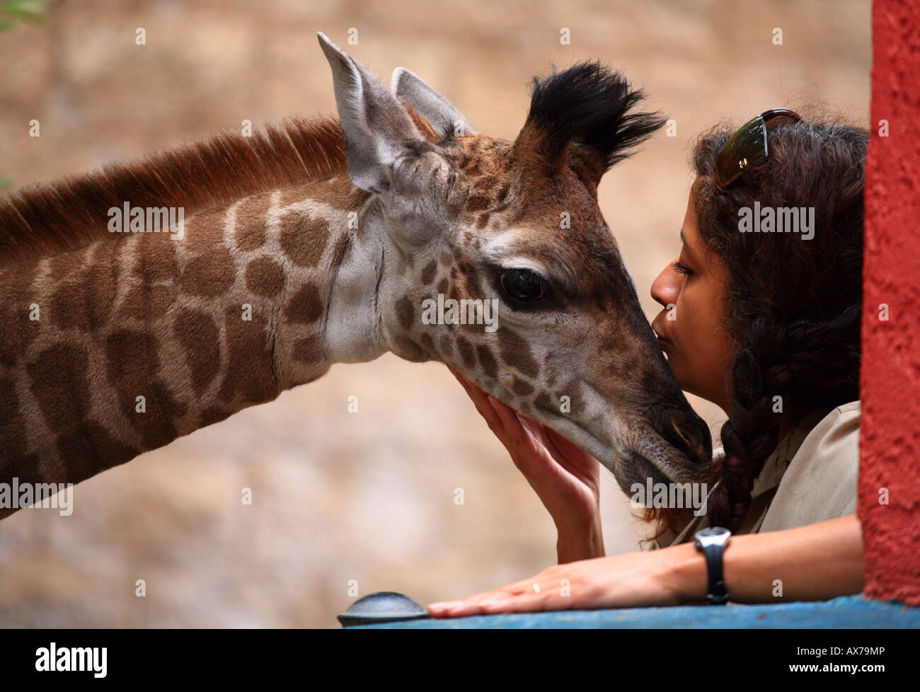 Giraffe and human hi-res stock photography and images - Alamy