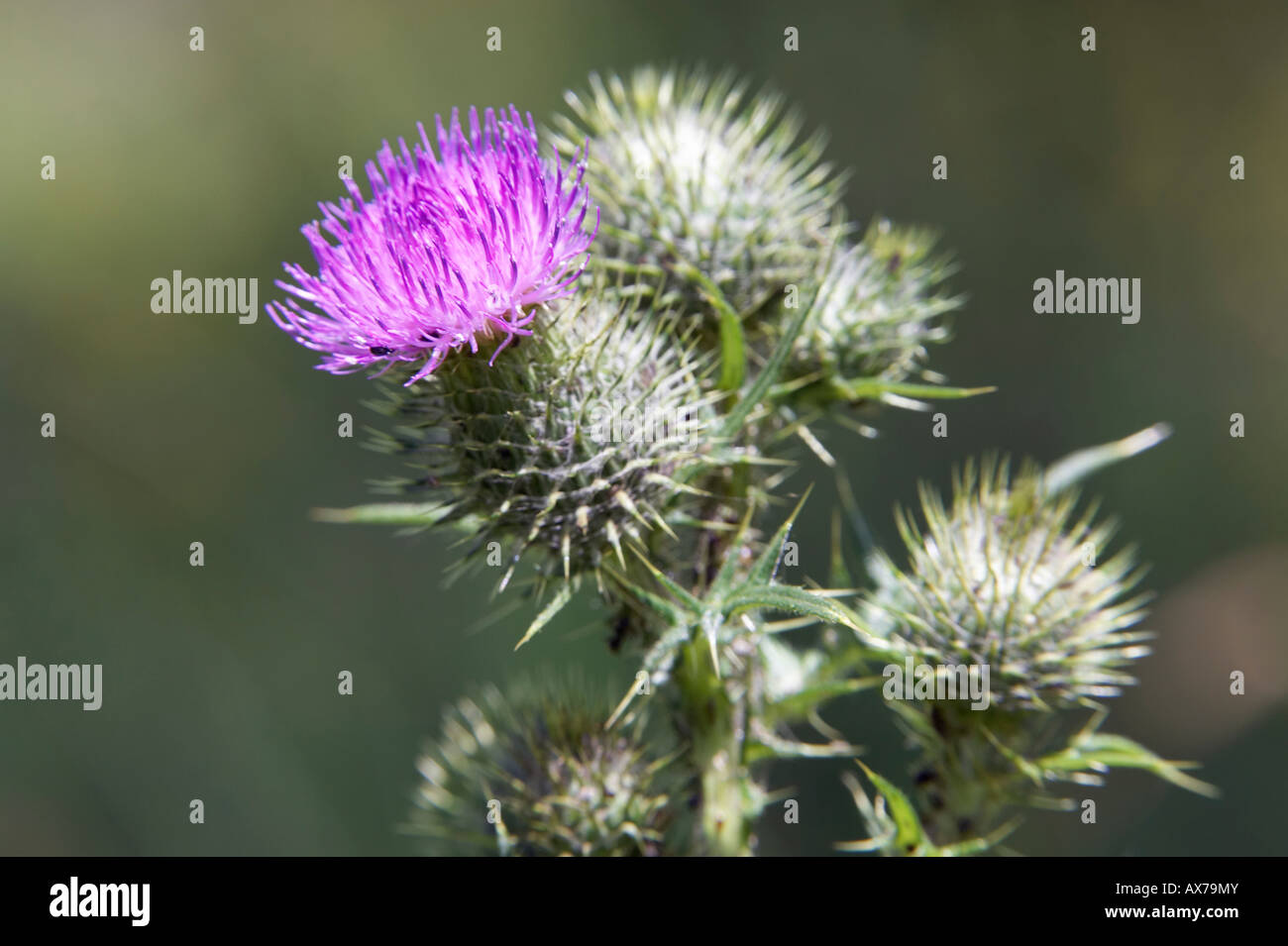 Spear Thistle Cirsium vulgare flower Stock Photo - Alamy