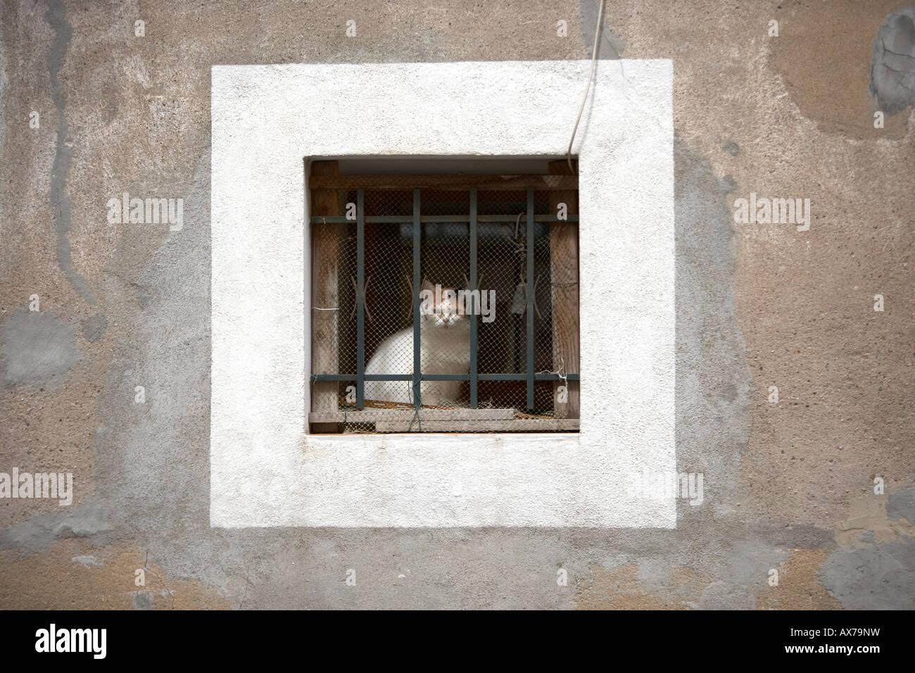 CAT IN A FRENCH WINDOW Stock Photo - Alamy