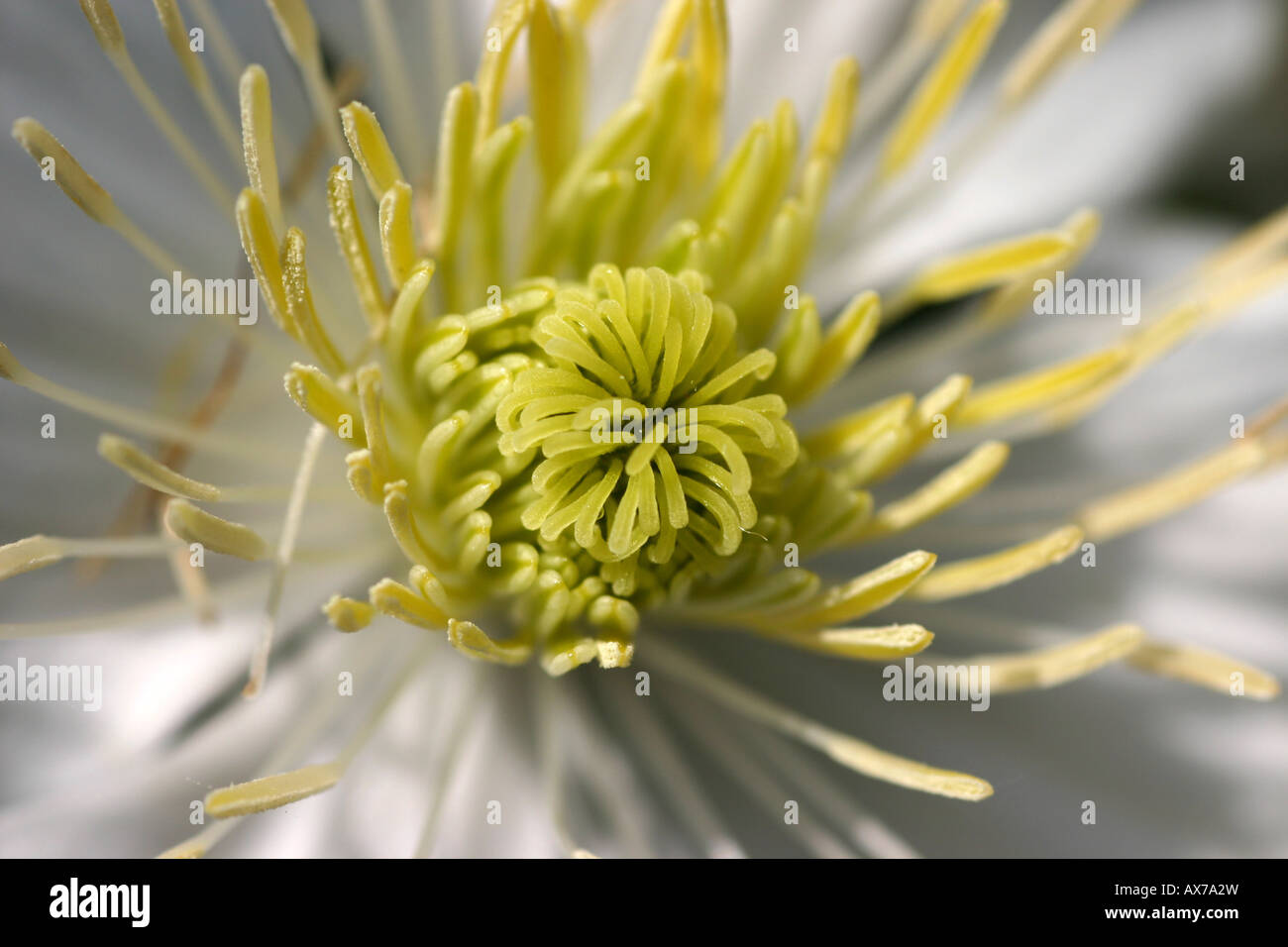 Clematis montana flower hi-res stock photography and images - Alamy