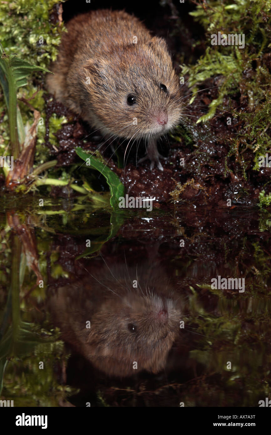 Field Vole or Short Tailed Vole Microtus agrestis by water with ...