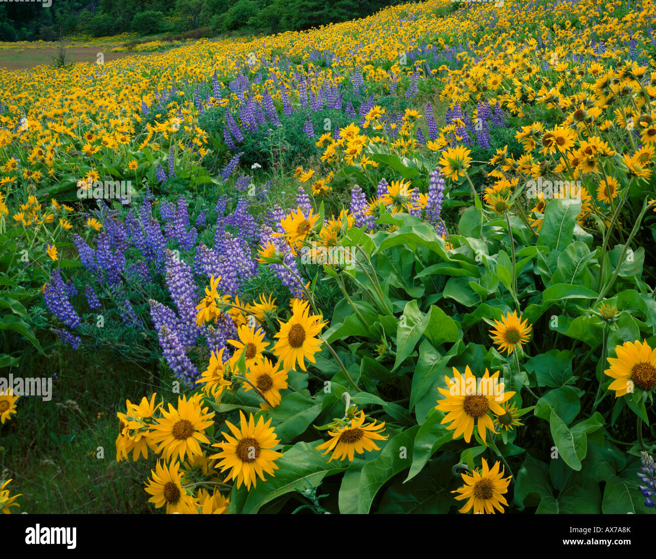 Tom mccall point trail hi-res stock photography and images - Alamy
