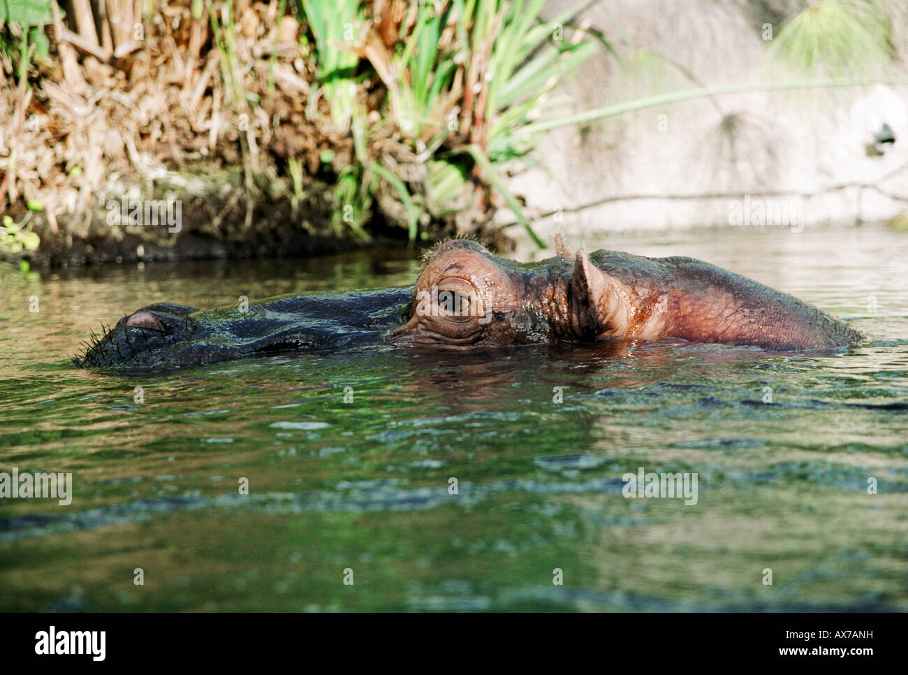 Hippo in water San Diego Stock Photo - Alamy