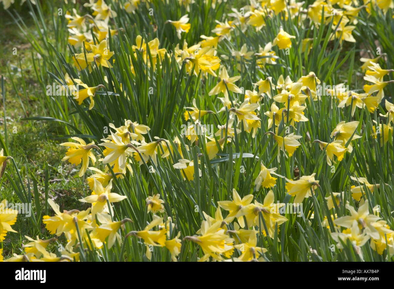 Yellow daffodil wild flowers growing wild in the countryside Stock ...