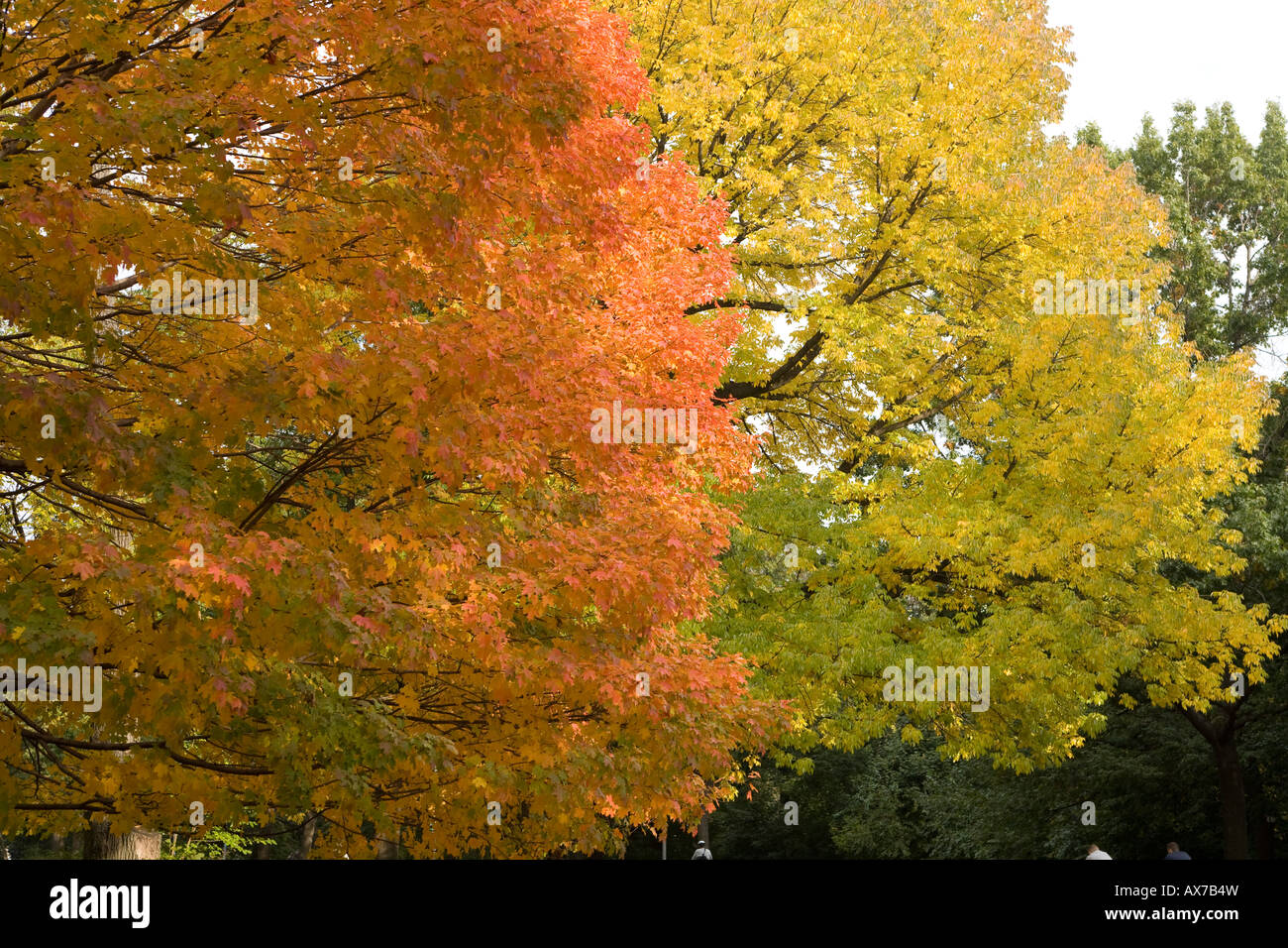 trees colorful autumn Prospect Park Brooklyn New York Stock Photo - Alamy