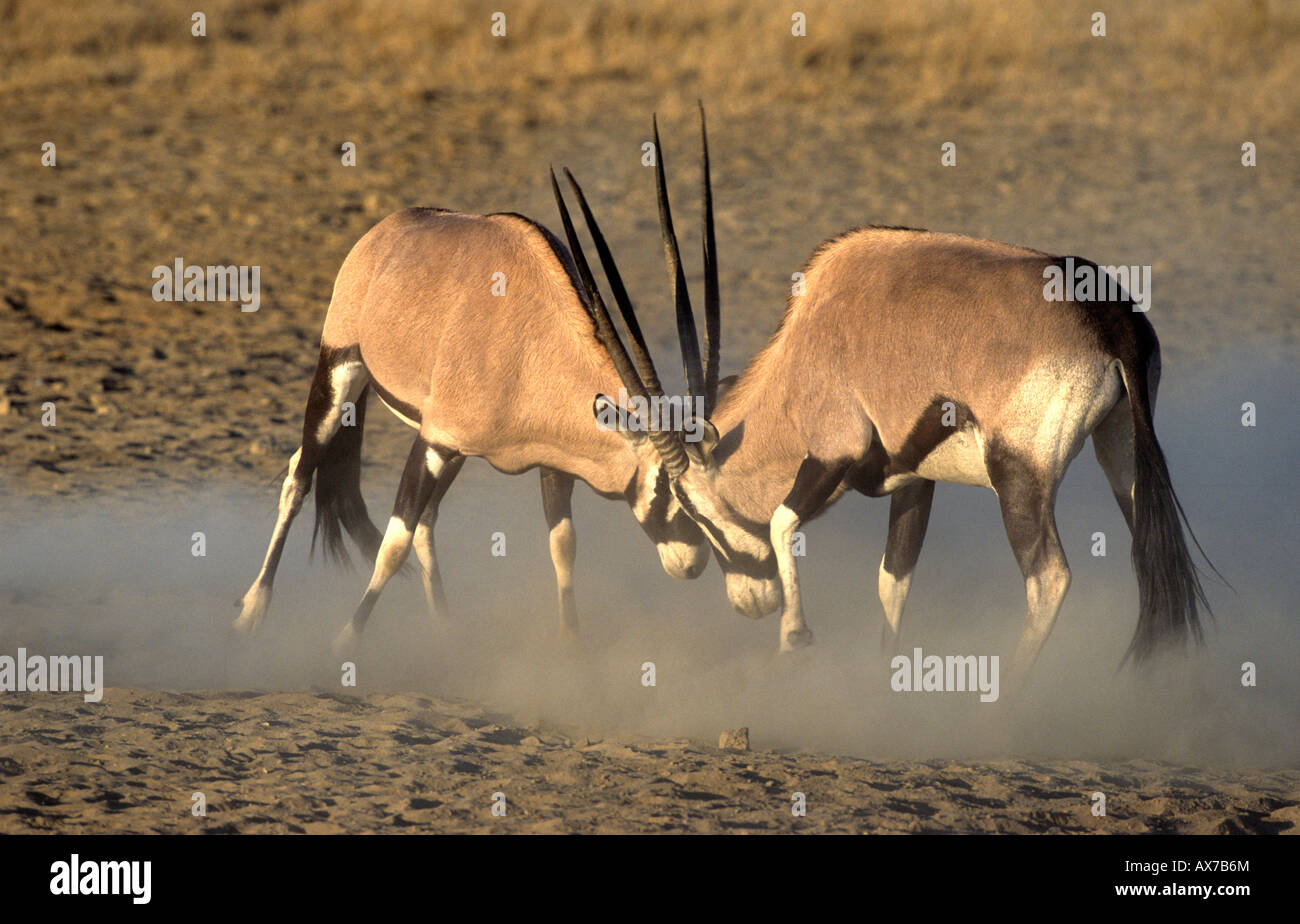 Sparring fighting Oryx Gemsbok Oryx gazella Kalahari desert Kgalagadi ...
