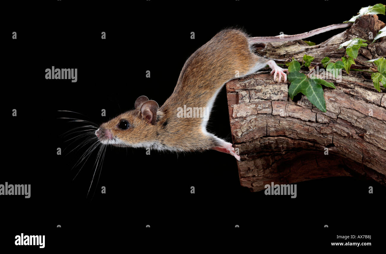 wood mouse Apodemus sylvaticus jumping Potton Bedfordshire Stock Photo ...