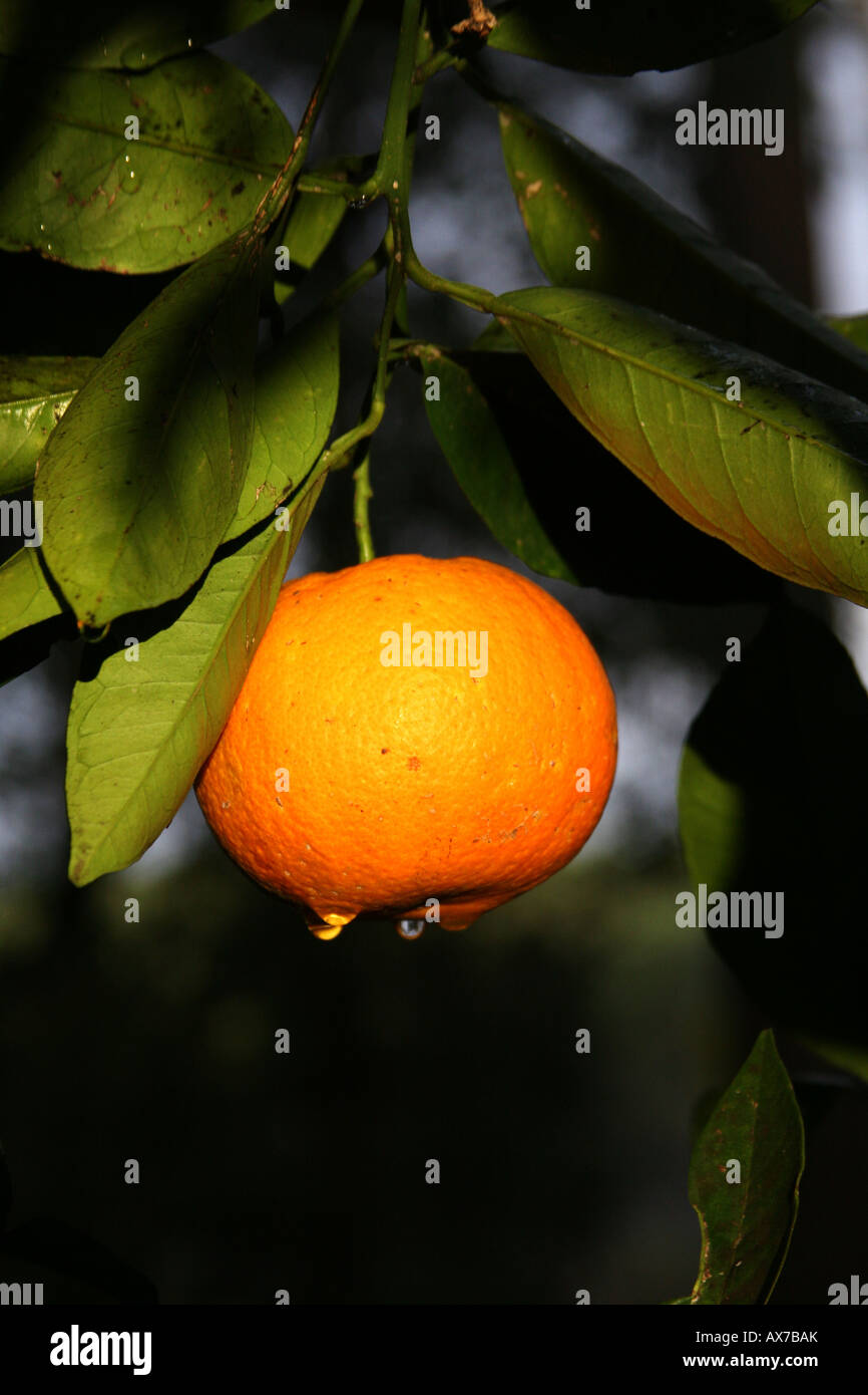 Oranges plants hi-res stock photography and images - Alamy