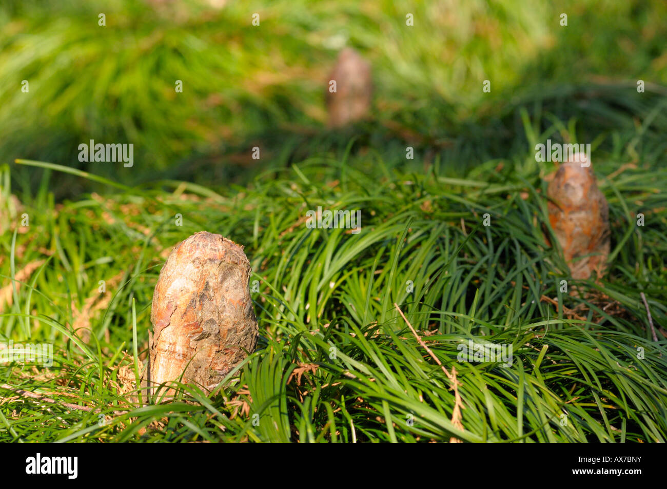 Roots of Swamp Cypress Stock Photo - Alamy