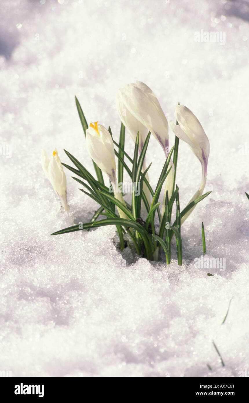 Crocuses and snow and emerging hi-res stock photography and images - Alamy
