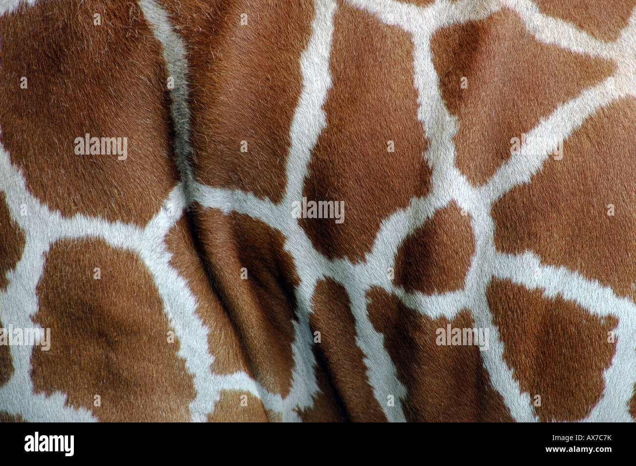 This is an image of a giraffe's spots Stock Photo - Alamy
