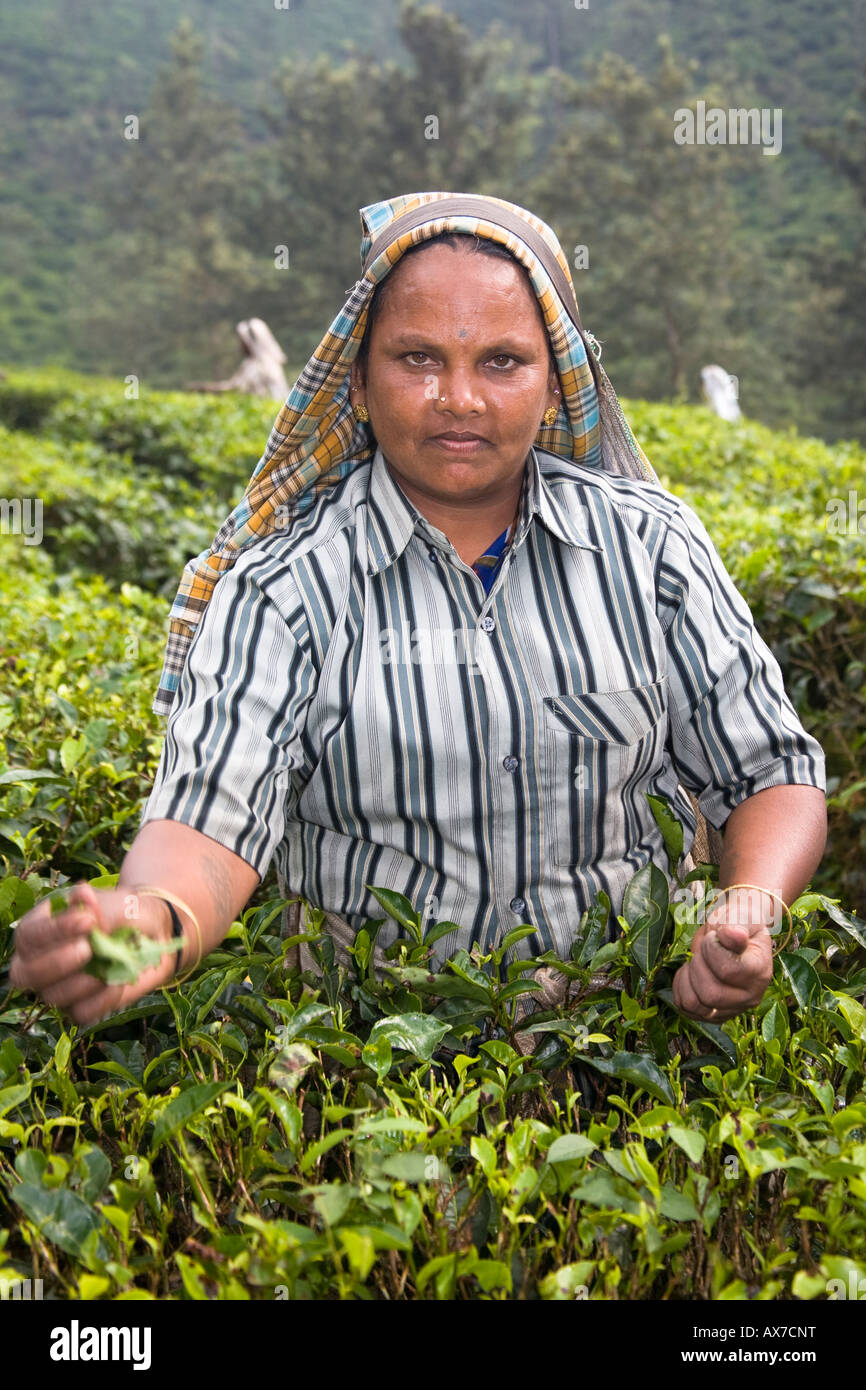 Vandiperiyar hi-res stock photography and images - Alamy